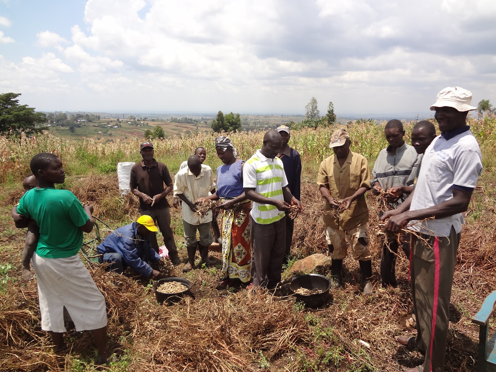 NDHIWA MAARIFA CENTRE: Groundnut Production and Technology