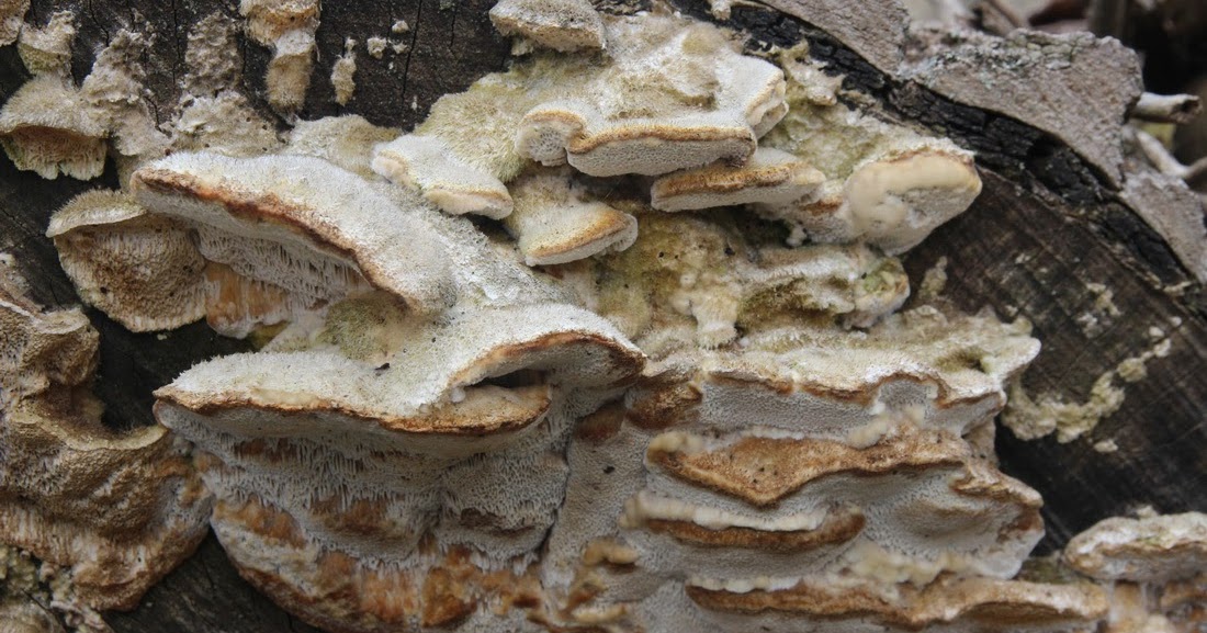 Guía de Setas y Hongos de Navarra.: Trametes trogii Berk.