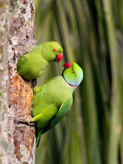 Rose-ringed Parakeet Facts And Behavior Guide ~ Bird Information