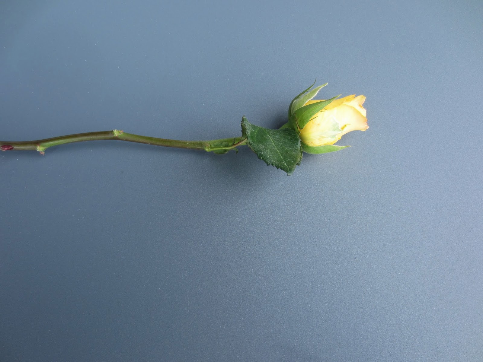 La petite boutique de fleurs - Fleuriste mariage Lyon: Jaune
