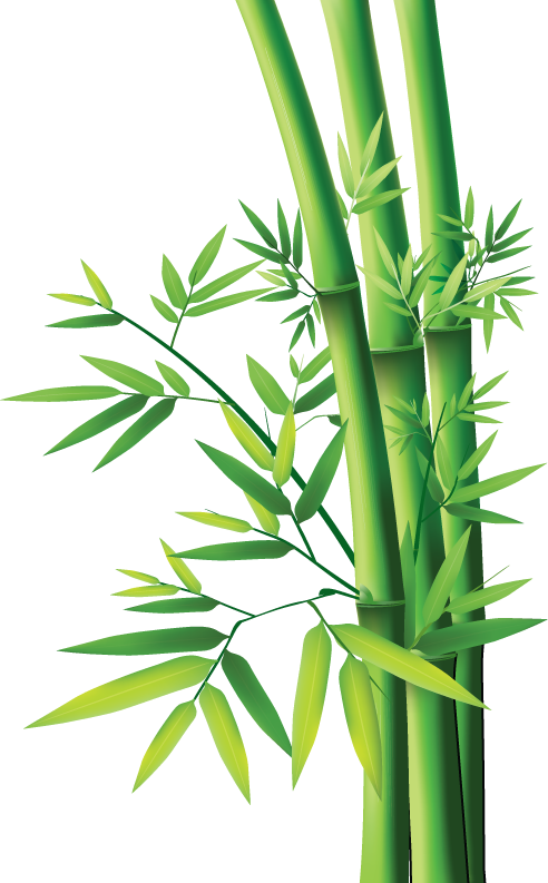 03 bài học từ cây tre | Phi Trieu