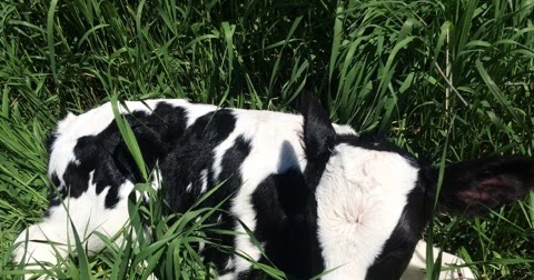 Dairy Good Life: Baby Calf Names of 2015