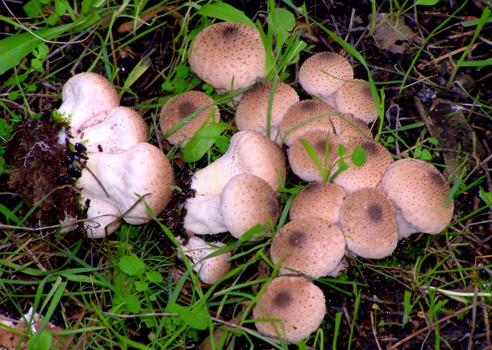 Setas Extremadura : Lycoperdon Perlatum