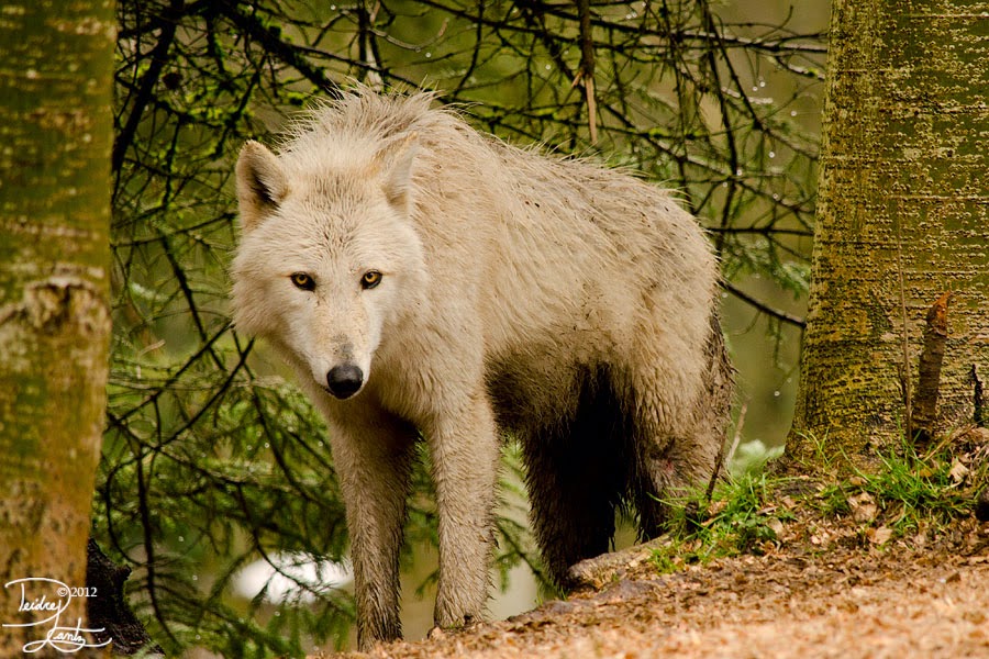 White Wolf : 25 Photos Perfectly Prove That Wolves Are The Most ...