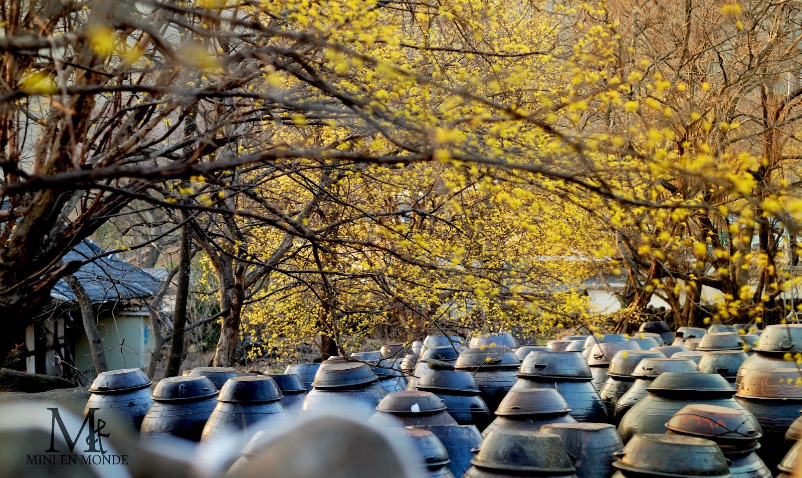 Welcoming Spring - Gurye Sansuyu Village - Mini en Monde