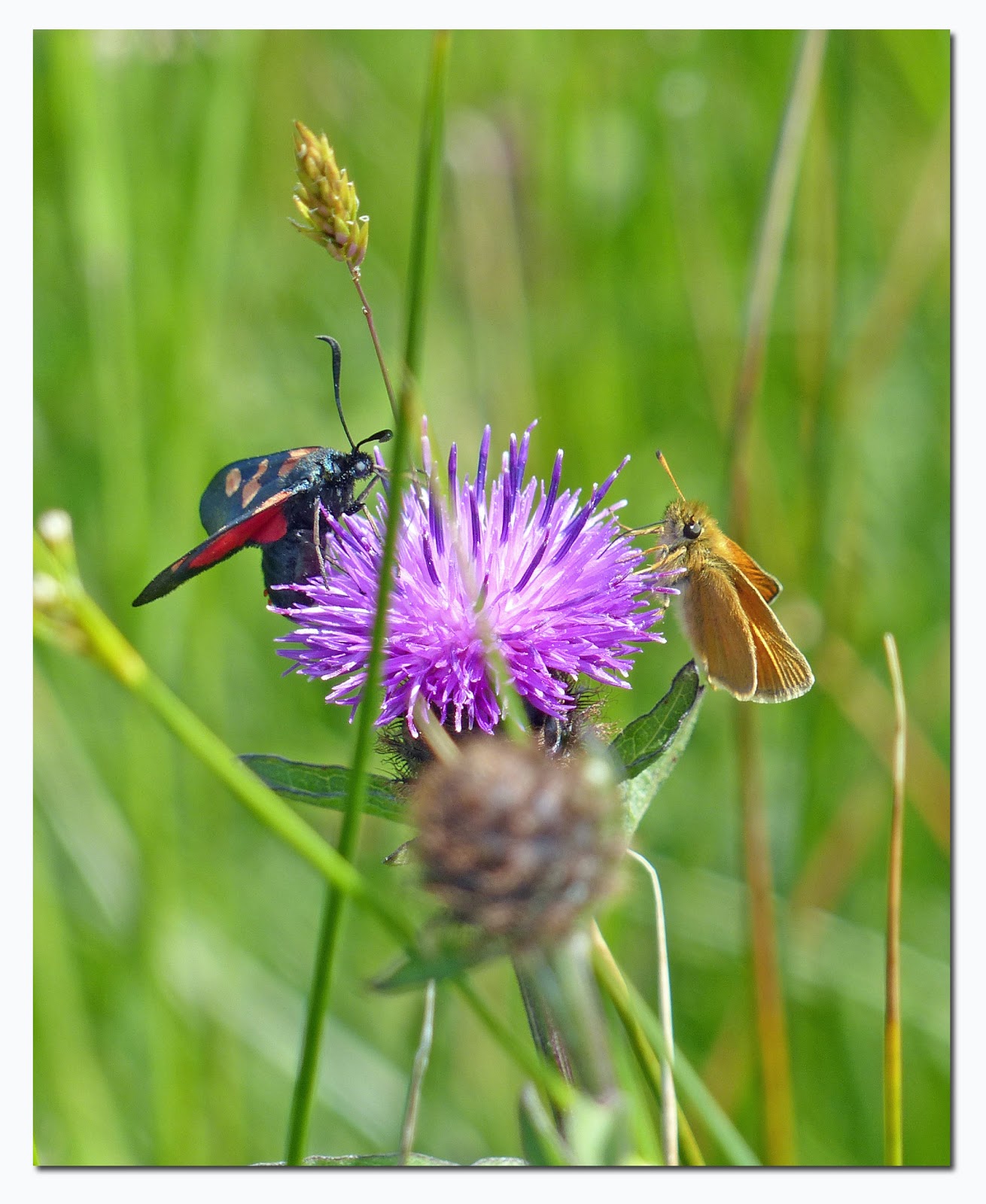 Wild and Wonderful: Butterflies and Moths ~ Burnet Moth at Carlton Marshes