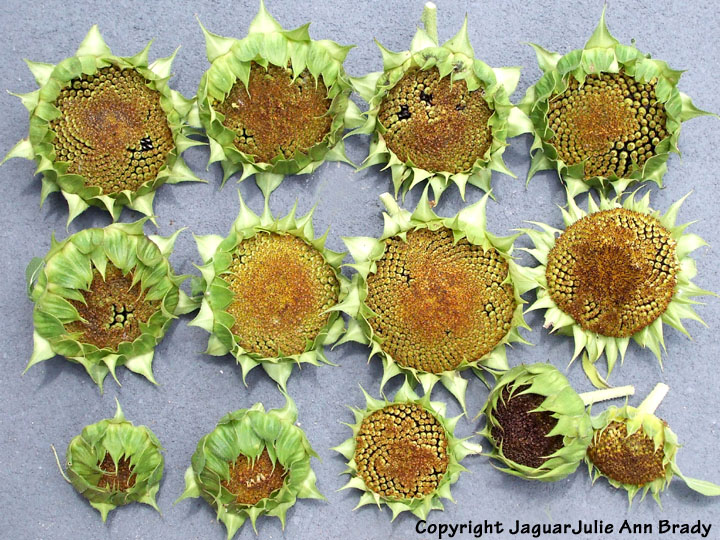Julie Ann Brady : Blog On: Drying Sunflower Heads for Seeds