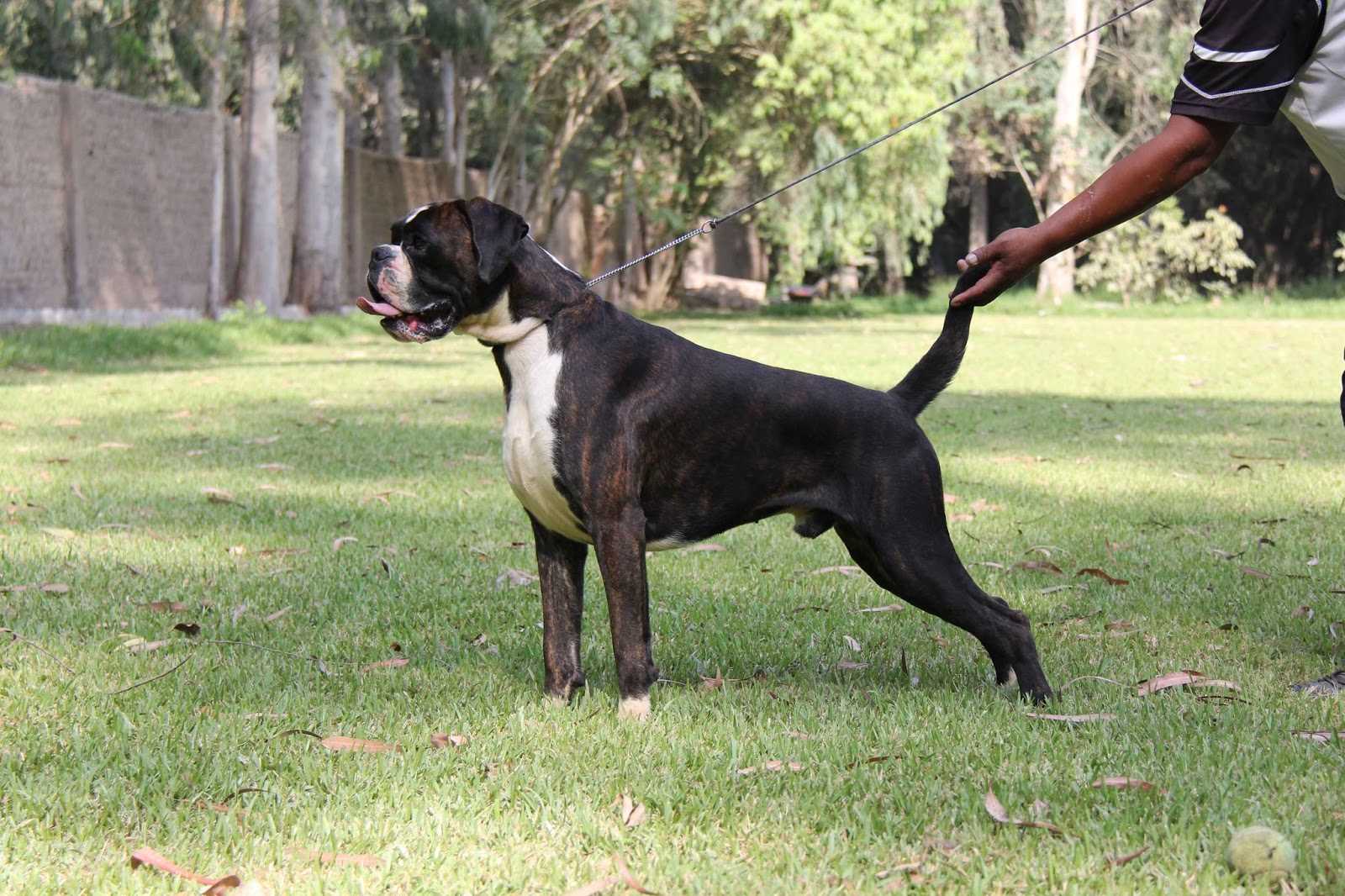 mythos boxers: Machos