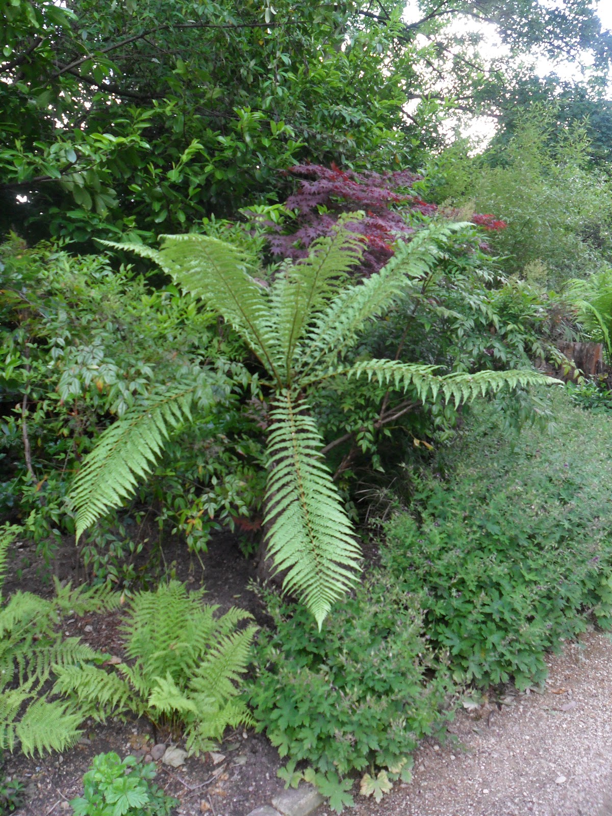 Worcester College Gardeners 2009-2018: Dicksonia fibrosa