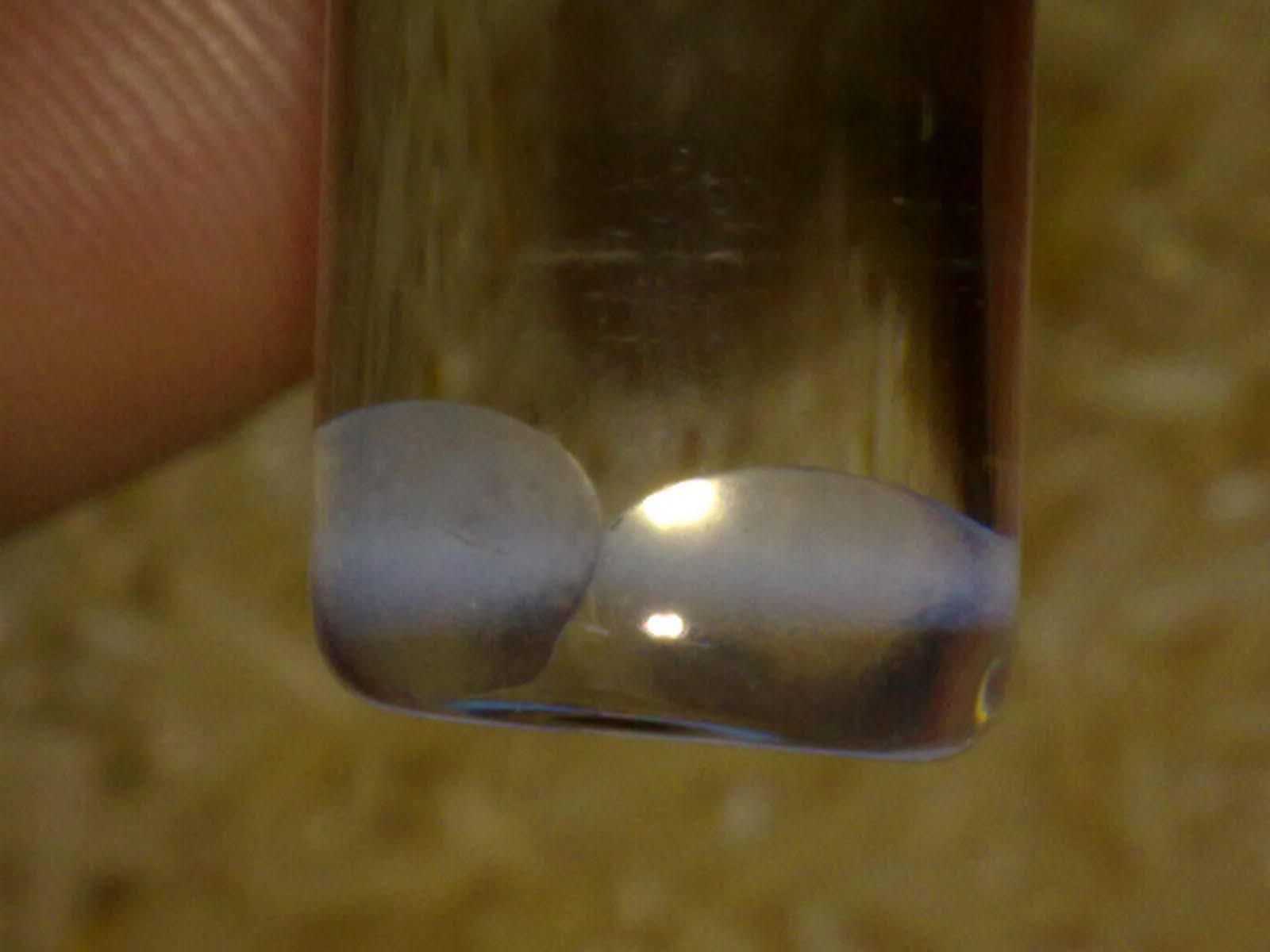 Panji Nusantara: BUNTAT EMBUN MATANG