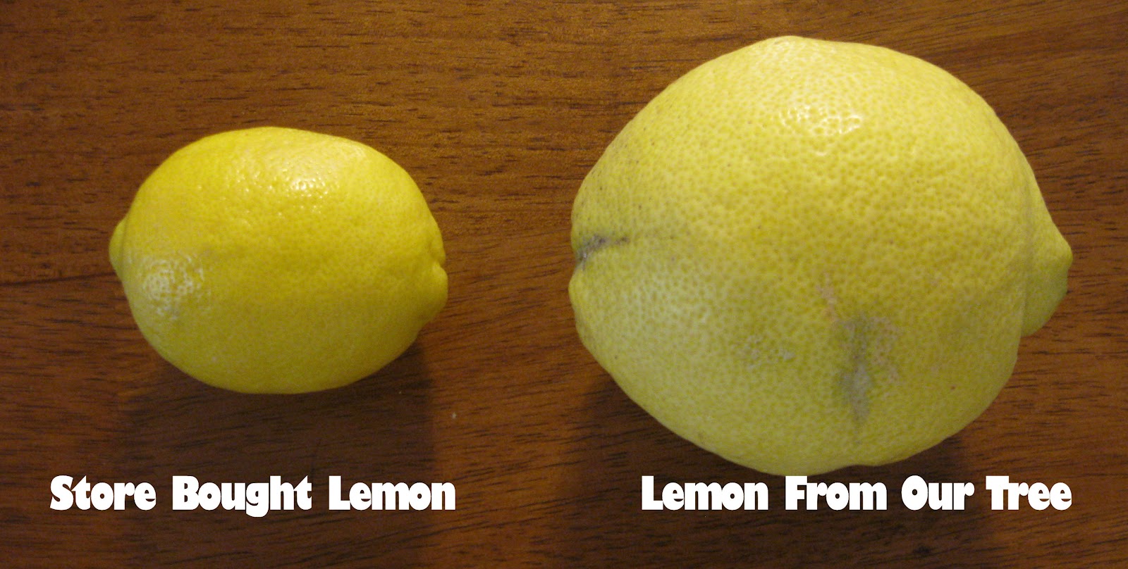 The Cranky Pumpkin: Our Lemon Tree