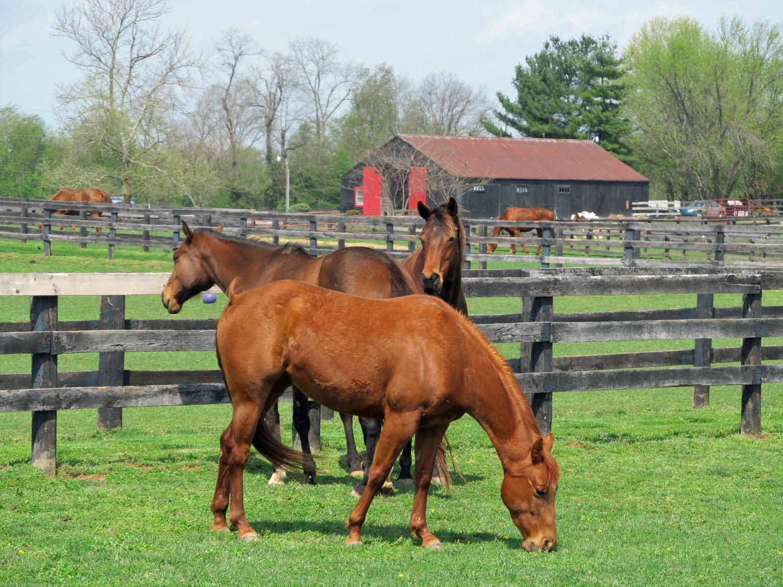Summit Musings: Barn Charm - Horses on a Spring Day