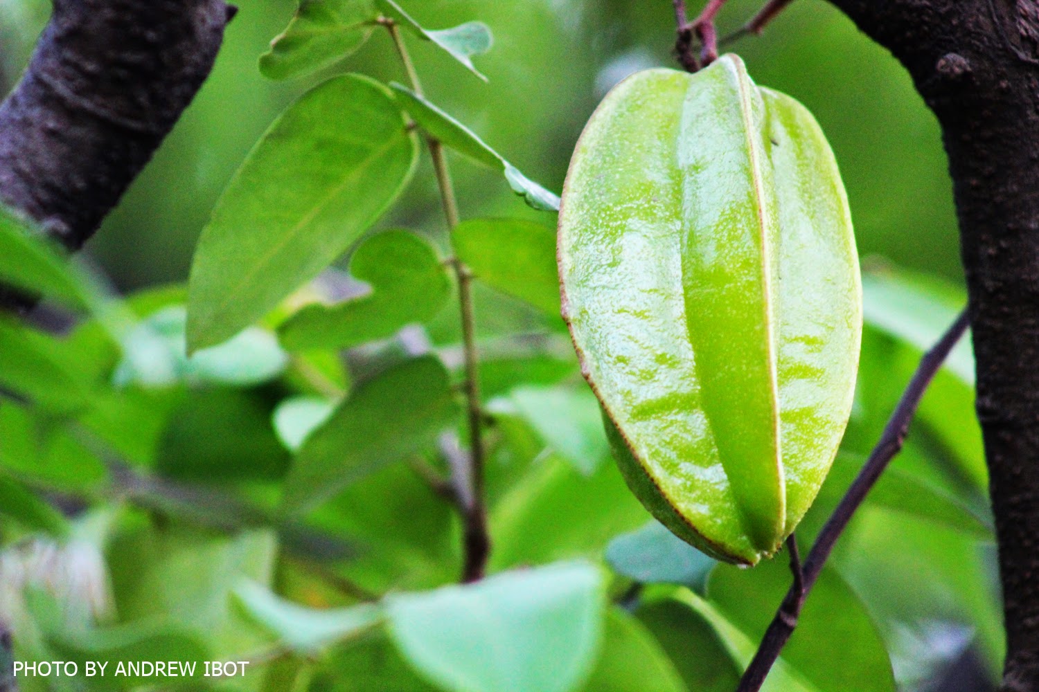 Ako si ANDREW IBOT!: Balimbing (Auerrhoa carambola L.)