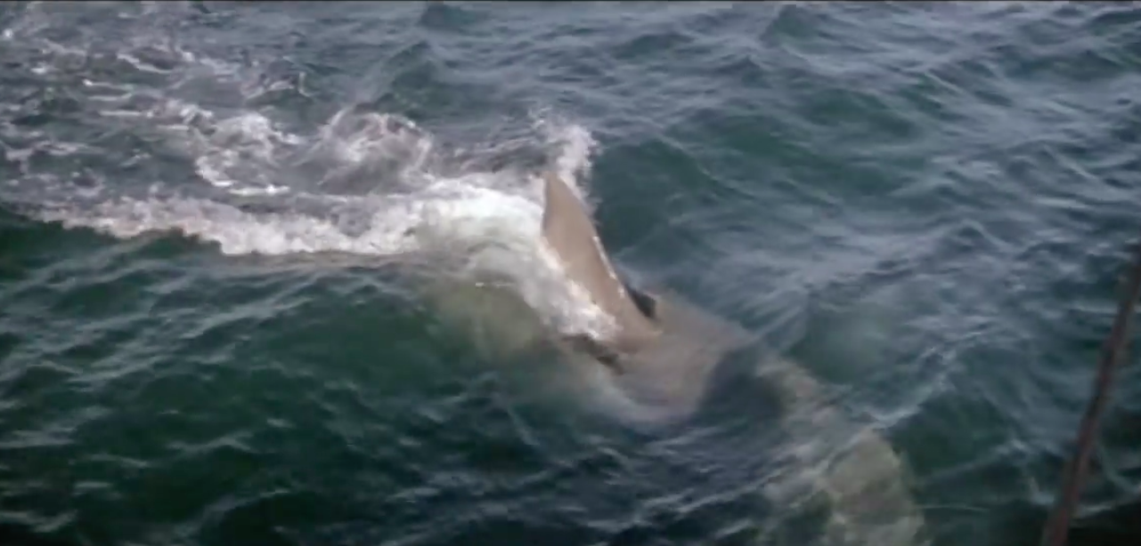 JAWS ANALYSIS : CAMERA ANGLE ANALYSIS