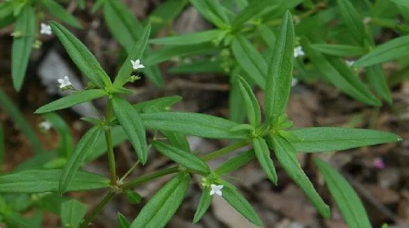 Rumput Mutiara, Rumput Liar Kaya Akan Khasiat Bagi Kesehatan - Zona ...