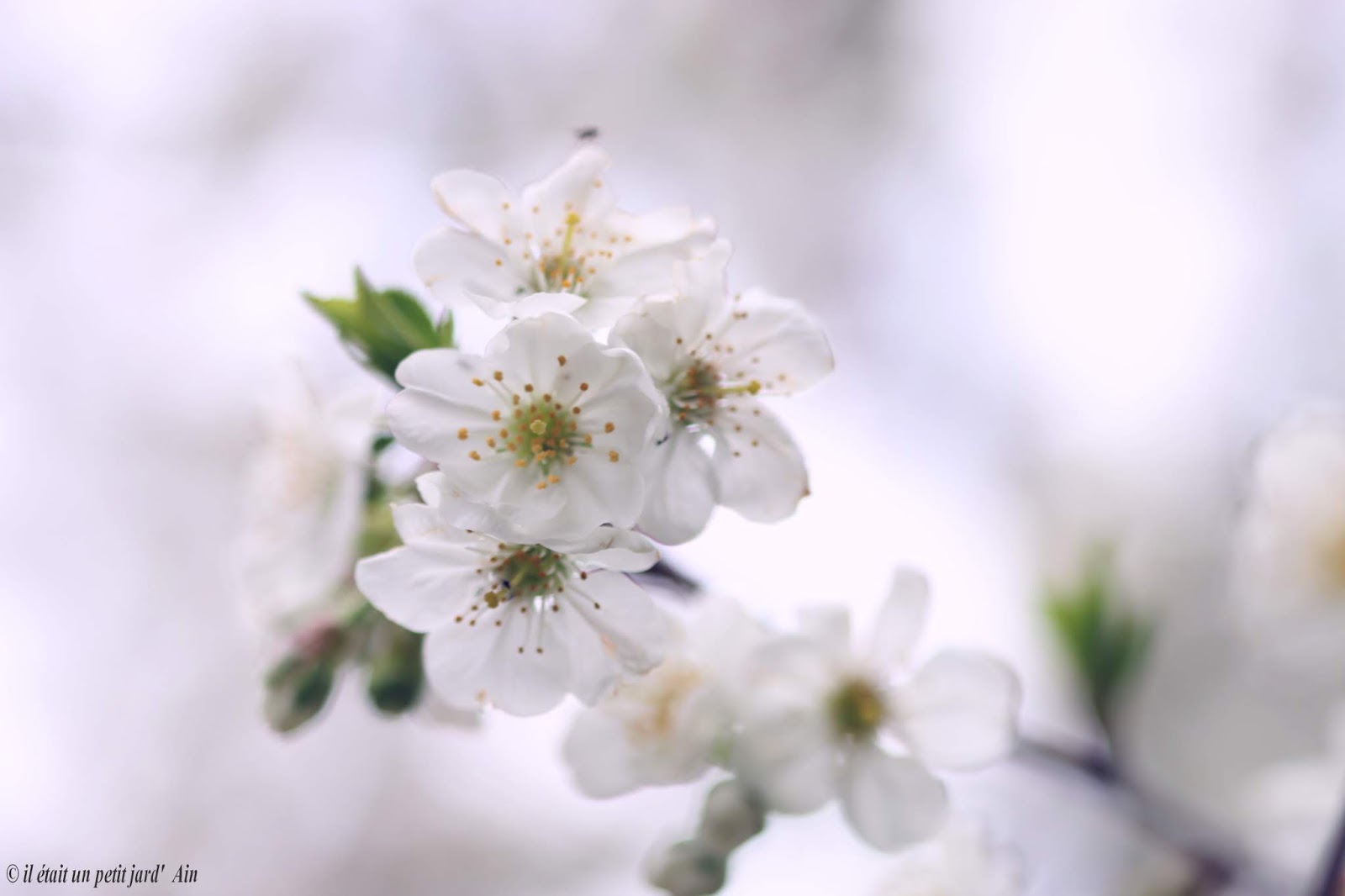 IL ETAIT UN PETIT JARD'AIN ...: FOCUS PRUNUS MALUS TRESORUS ...
