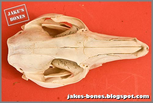 My kangaroo skull : Jake's Bones