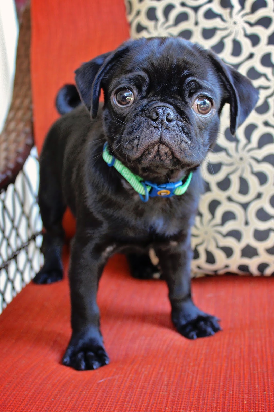 The Butlers: Pip the Pug