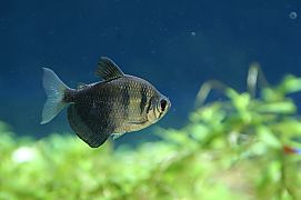 Fish Aquarium Delhi |Black Widow Fish Breeding