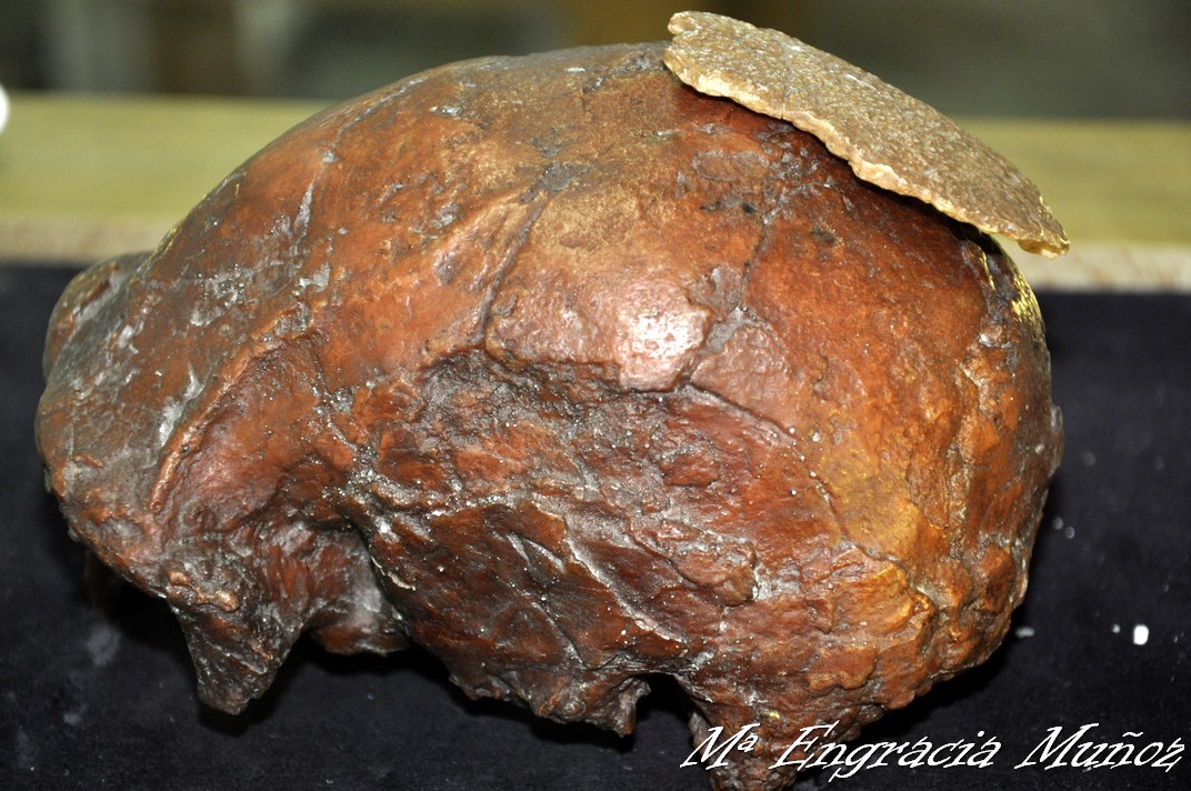 El "hombre" de Orce | Fotos - Arqueología en mi jardín