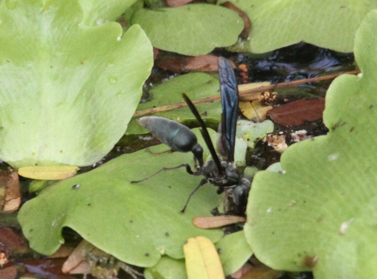 The Bagsy Blog: Georgetown, Guyana - Part I