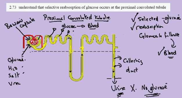 Tam's Bio: 2.73 Glucose reabsorption