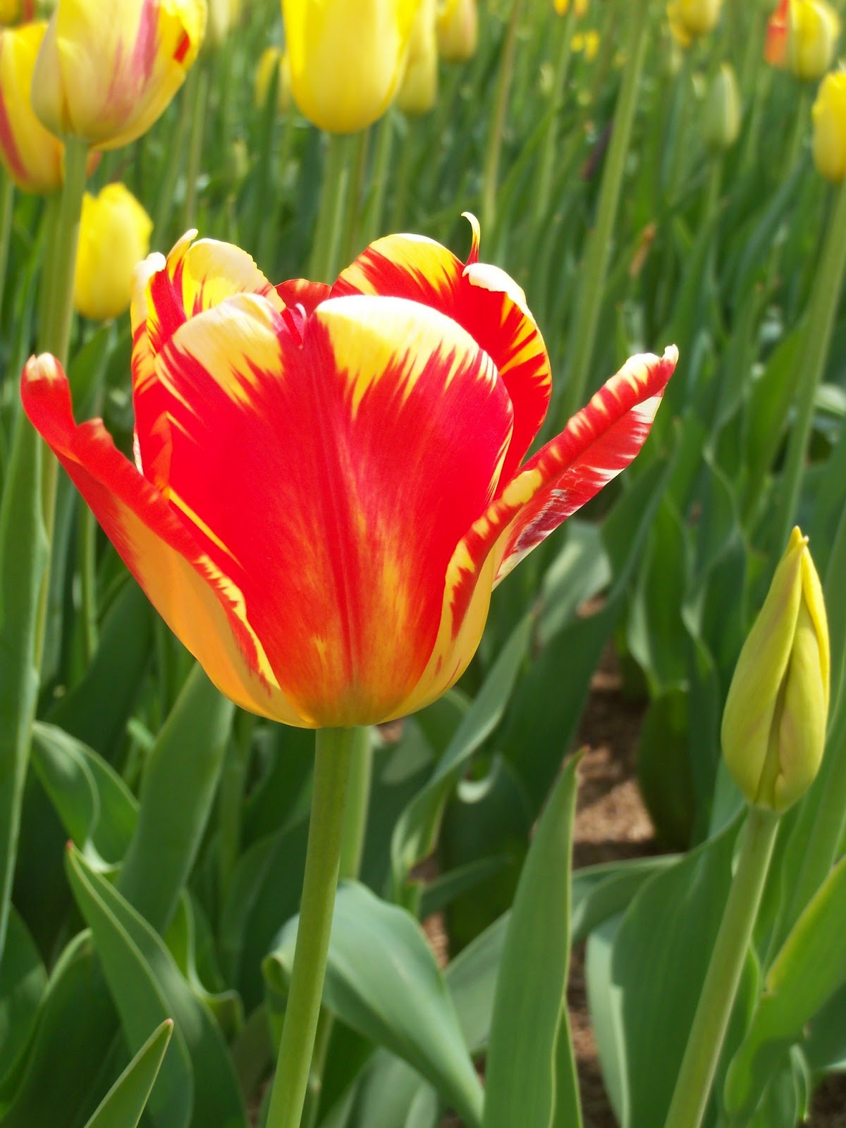 Beyond The Garden Gate: It's Tulip Time!