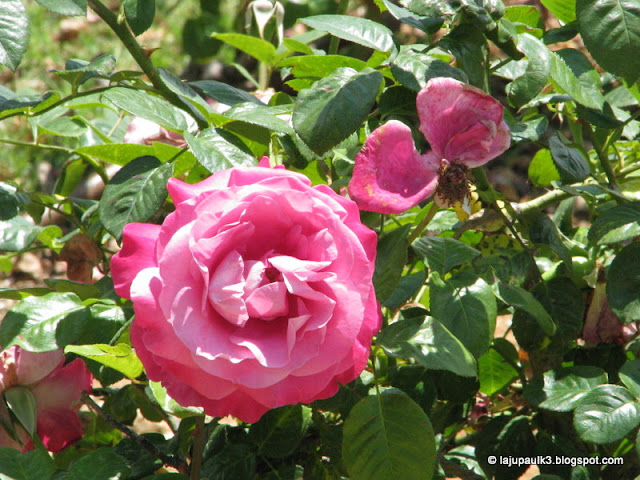 THROUGH THE LAND OF ISRAEL III: 'The Wohl Rose Park' or 'Gan Wohl L ...