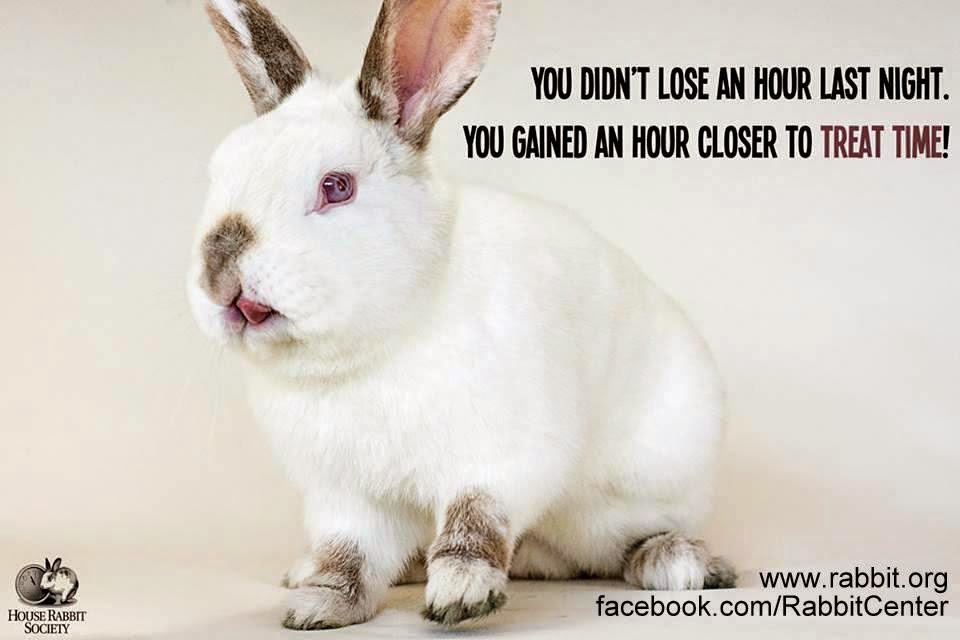 Rabbit Ramblings: Funny Bunny Monday Meme*day