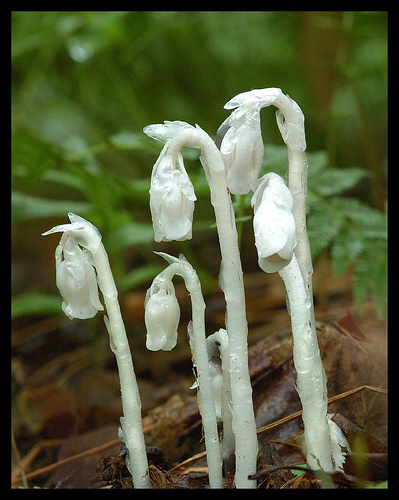 It’s A Plant World, We’re Just Living In It | The Nature of Science