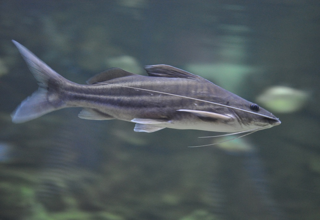 ZOOTOGRAFIANDO (6.100 ANIMALS): BAGRE BLANCO (Pimelodus albicans)