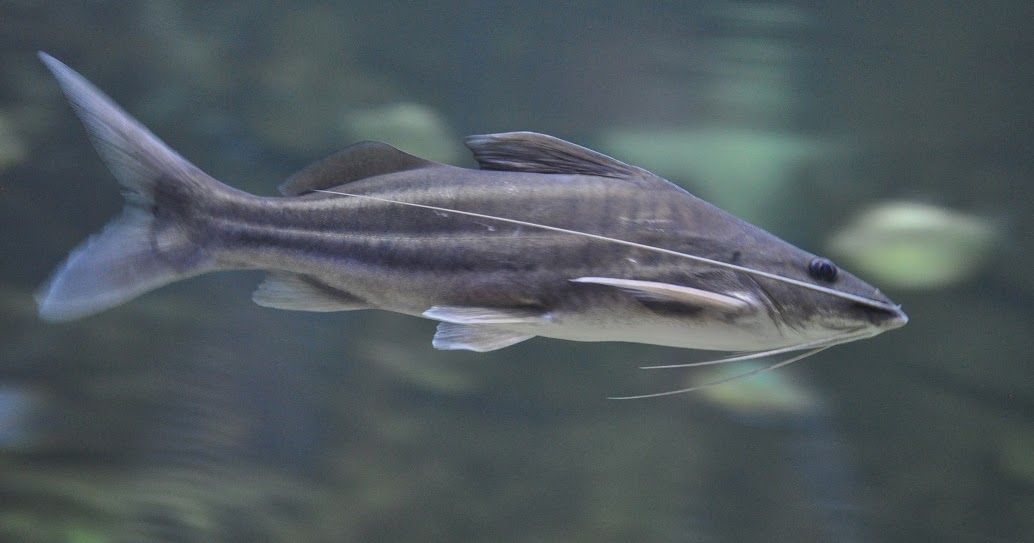 ZOOTOGRAFIANDO (6.100 ANIMALS): BAGRE BLANCO (Pimelodus albicans)