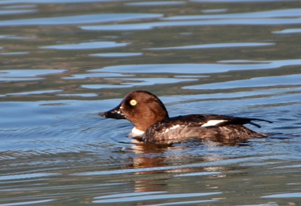 Sognafaret: Gi en klem