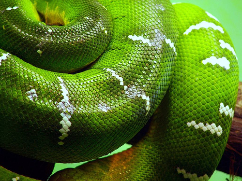 Snake picture Snake picture | wawericblog