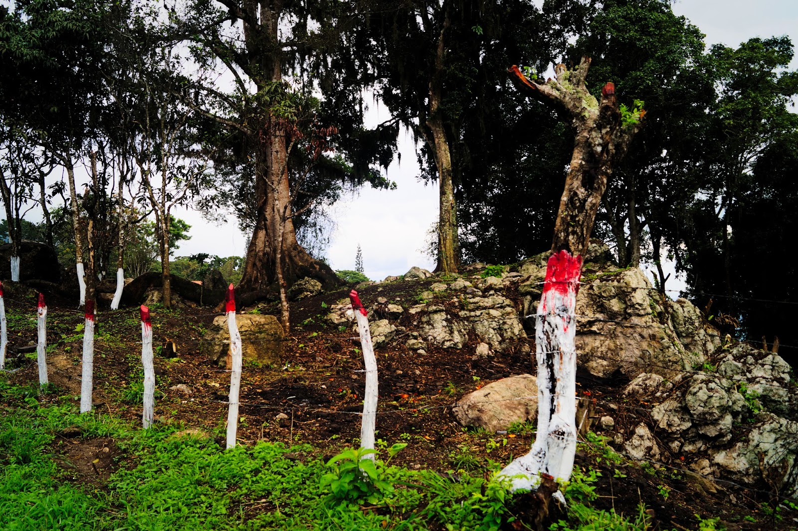 Naturaleza Luminosa: 20 Fotografías de Falcón que te sorprenderán ...
