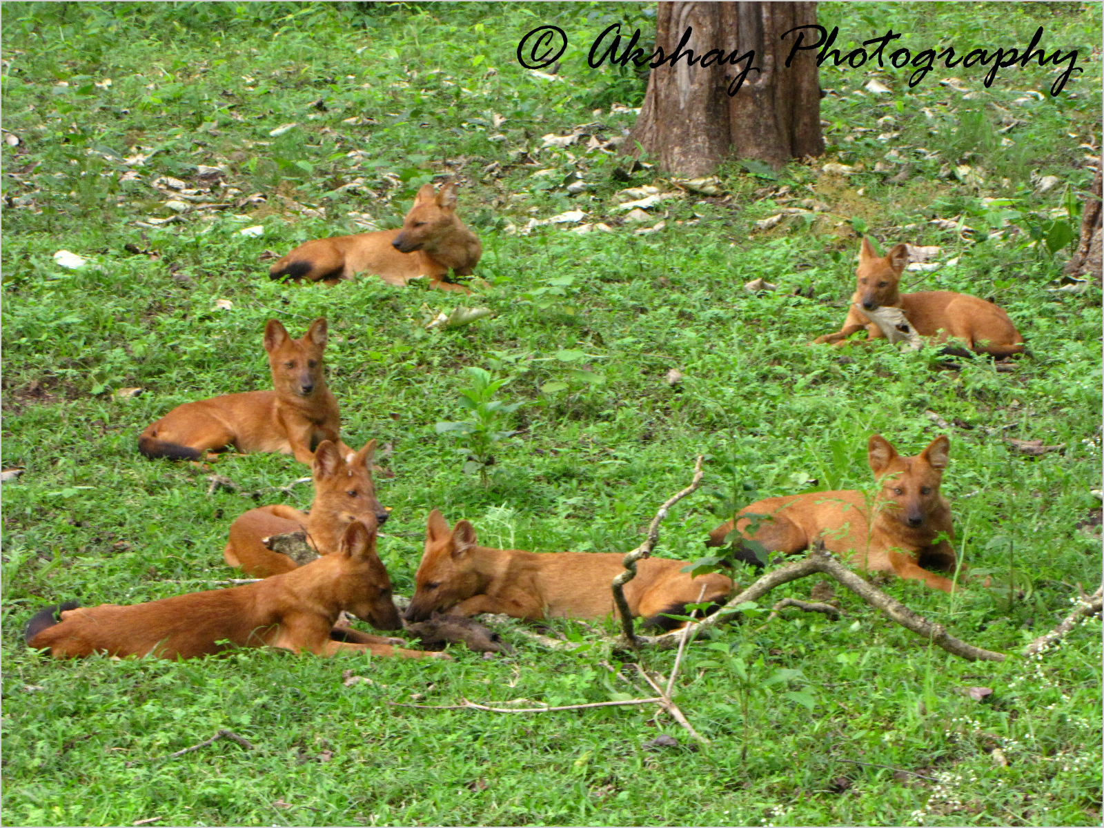 Akshay Manjunath "The Naturalist": Dhole – Indian Wild Dog (Cuon Alpinus)