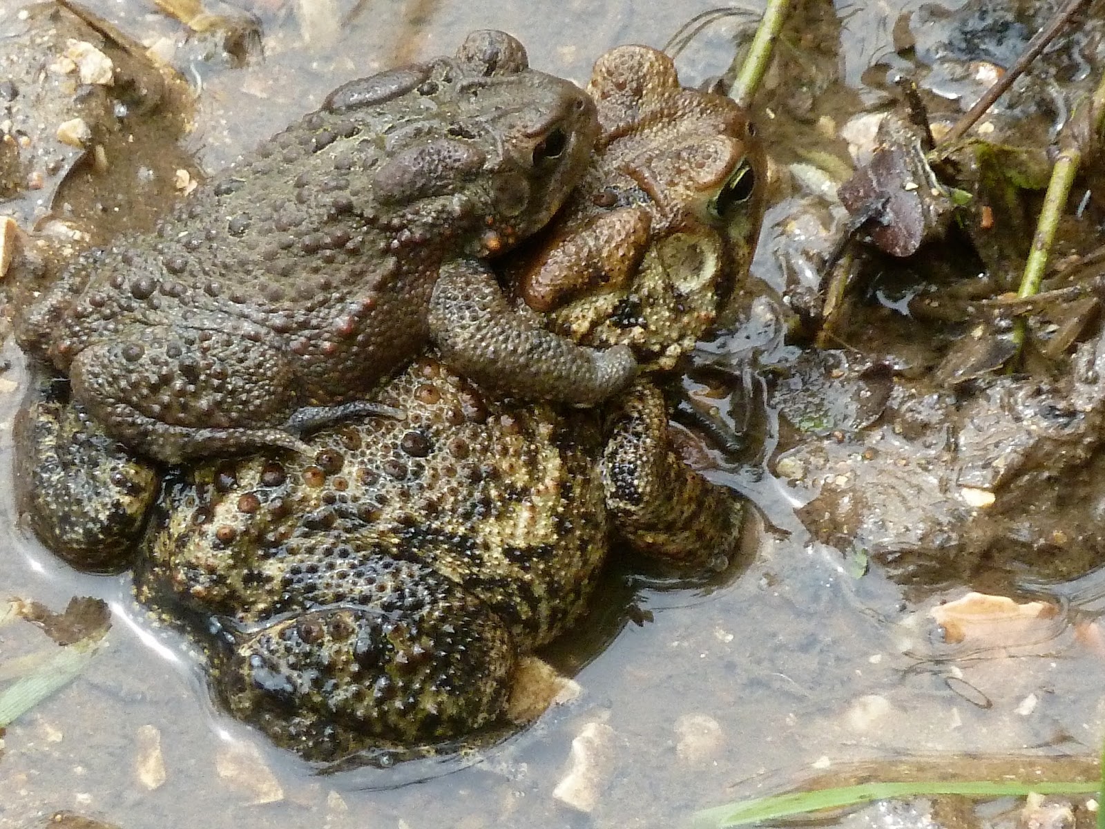 Springfield Plateau: One Cool Toad
