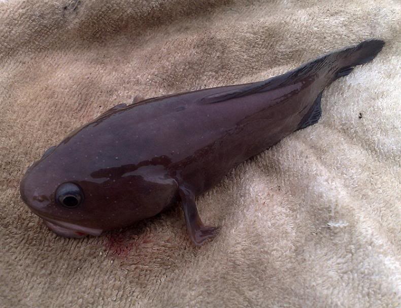 Tadpole Fish - Fishes