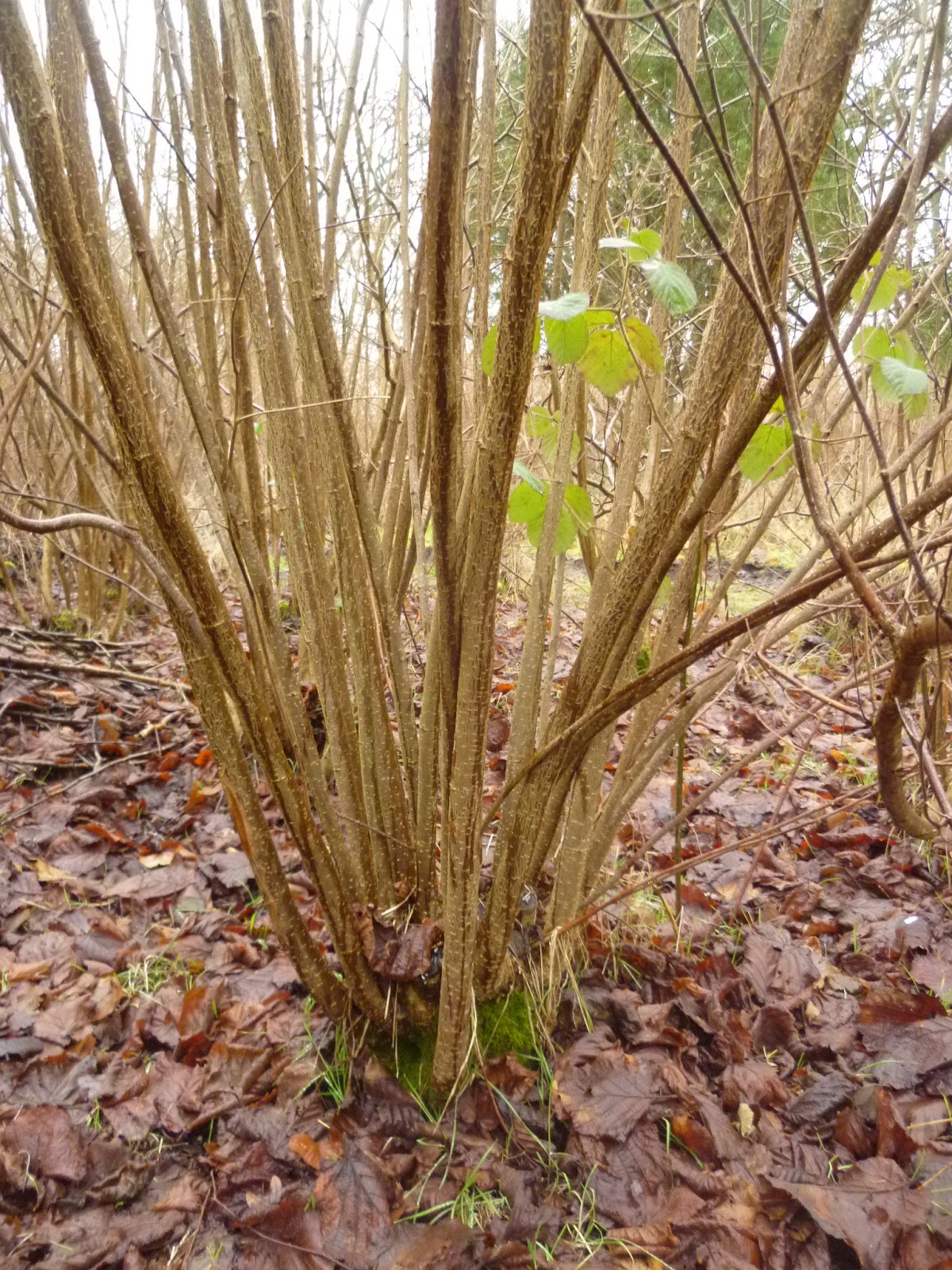 Worcester College Gardeners 2009-2018: Coppicing Hazel And Silver Birch