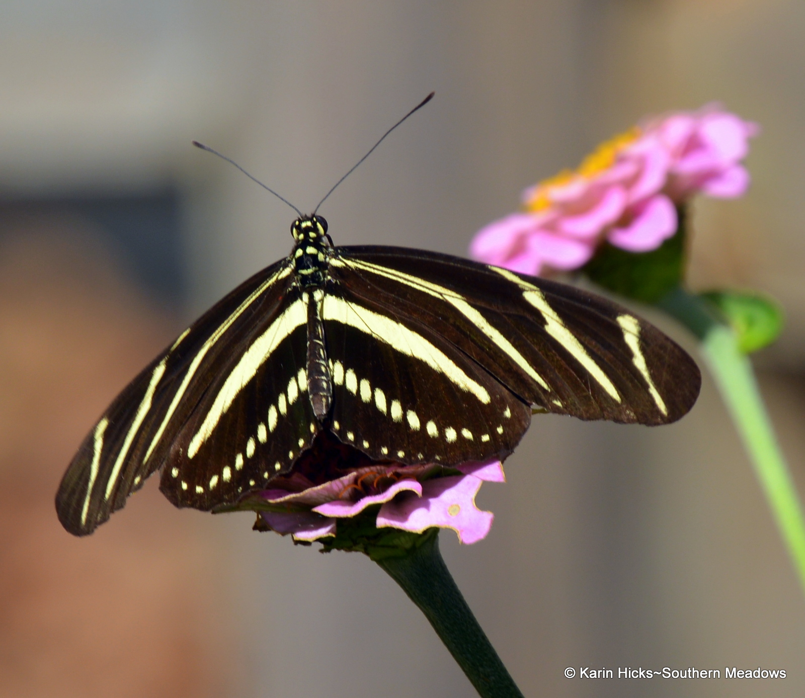 Spotting the Zebra Longwing Butterfly IN OUR NORTH GEORGIA GARDEN