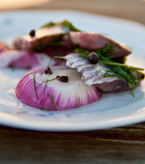 Rödvinsmarinerad matjessill