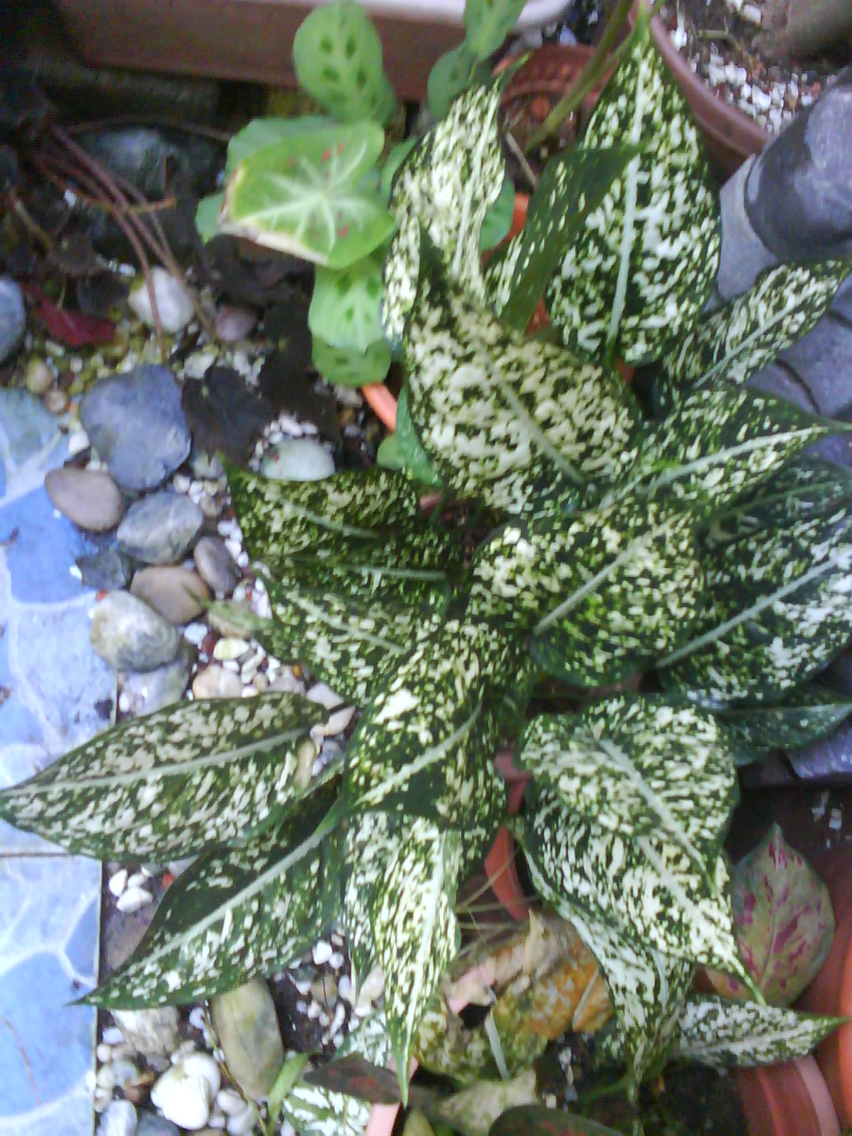 Garden Chronicles of James David: Aglaonema - Silver Queen