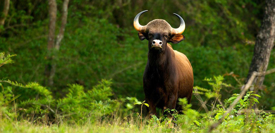 View the World: Someshwara Wildlife Sanctuary