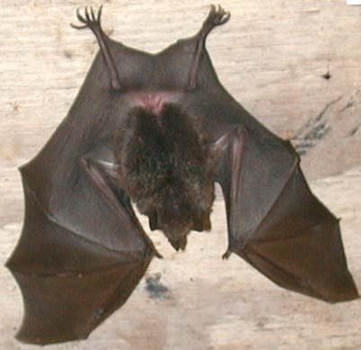 Tongan Tropical Moist Forests: Endangered Species