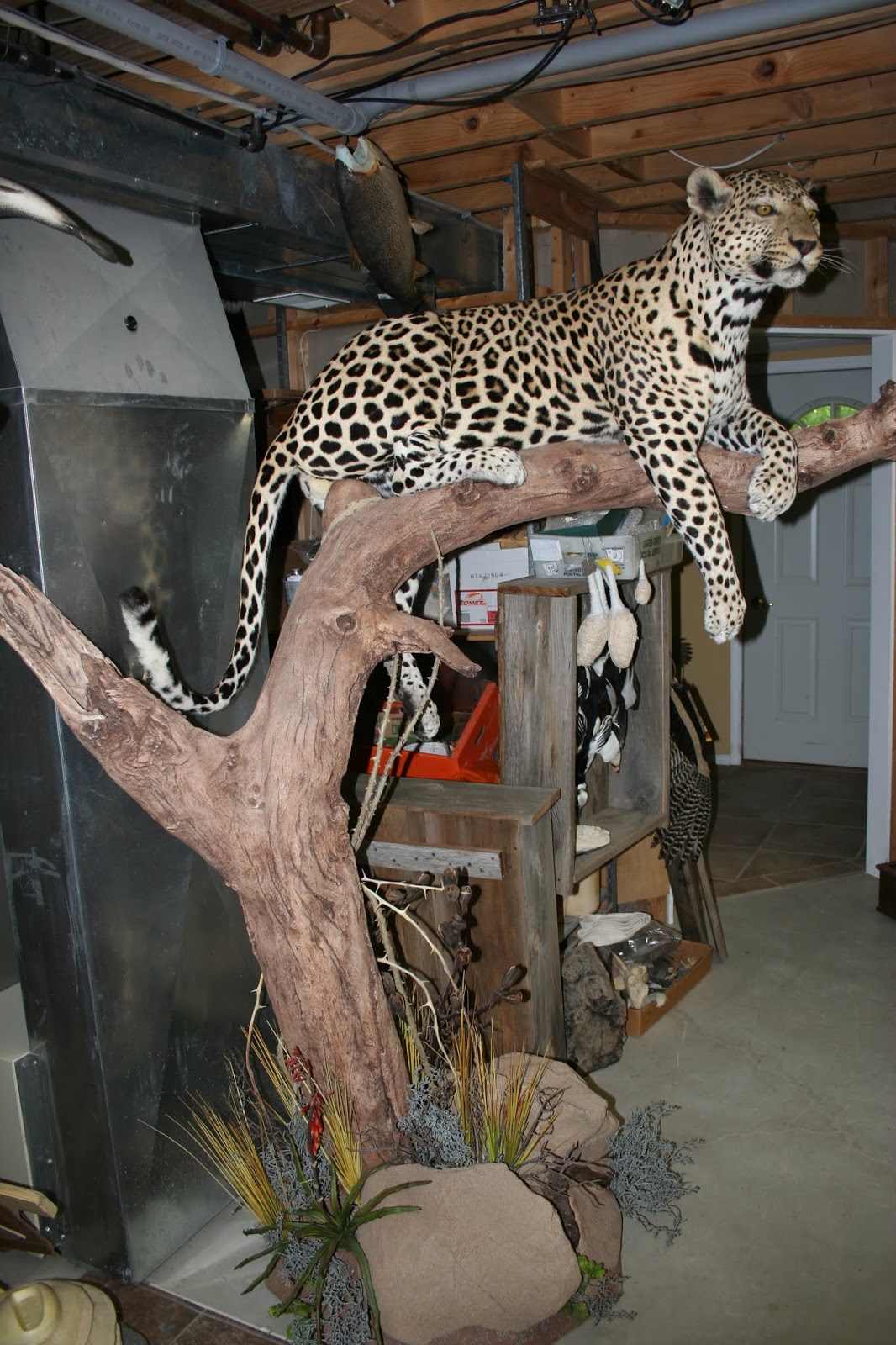 The Taxidermist's Wife: Mounting a Life Size Leopard