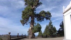 Especies Amenazadas de Canarias: El pino canario más antiguo.