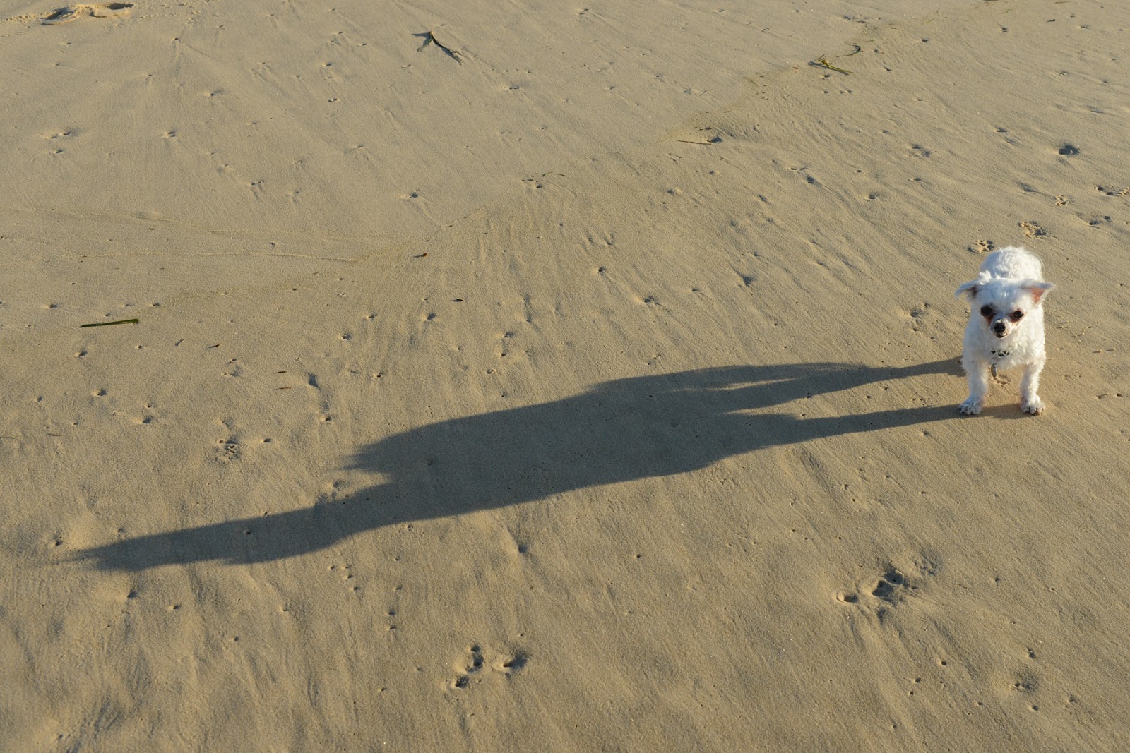 Small Animal Talk: Three things I learned about the welfare of dogs