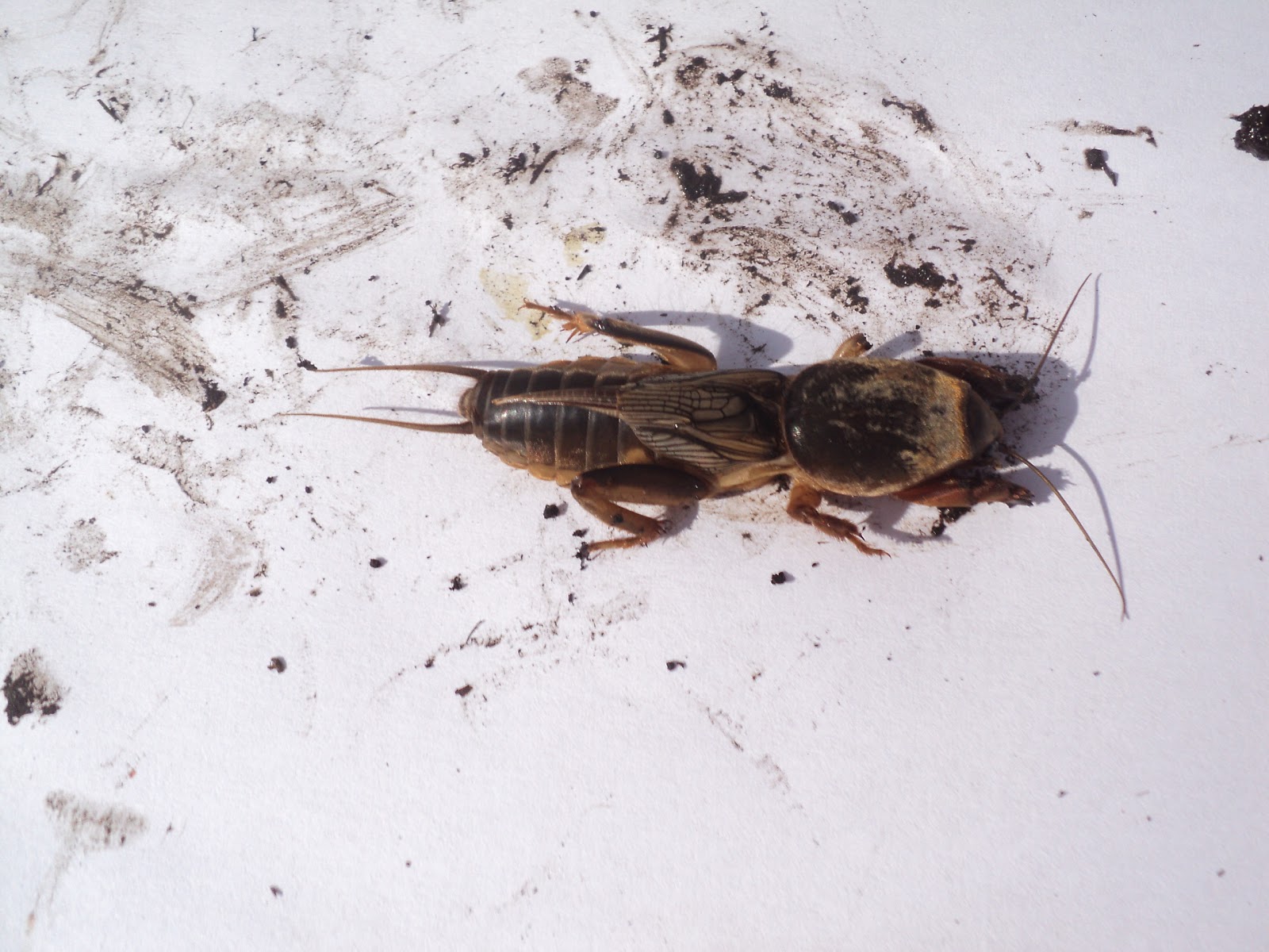 MOMEALA VIE: coropisnite