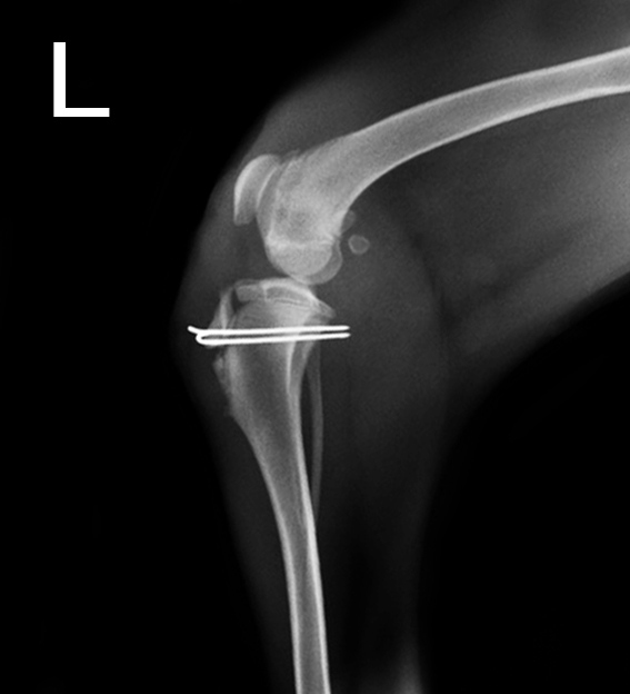 ARTROVET: Luxación lateral de rótula