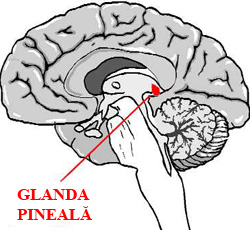 as: Glanda pineală – o poartă spre lumile paradisiace, pe care o putem ...
